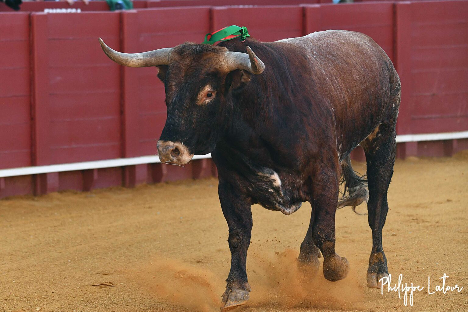 Les Miura Toros De L gende Tertulias les-miura-toros-de-l-gende-tertulias